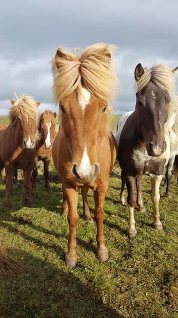 Iceland: Volcanic Landscape Horse Riding Tour - Practical Details and What’s Included