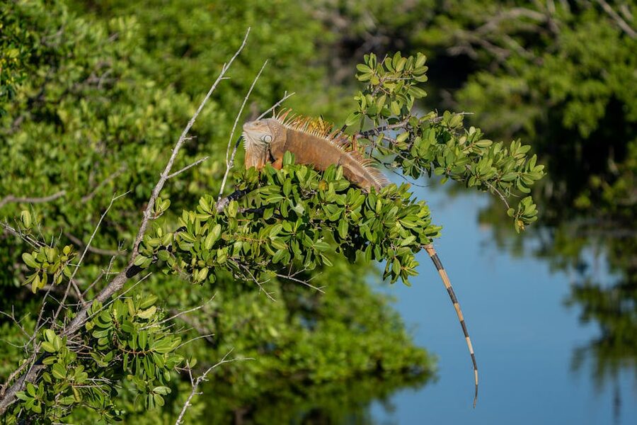 Green iguana resting on Sanibel Island mangrove branches