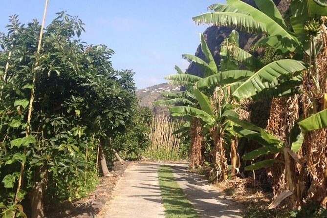 Incredible tour to a 'Faja' with a story - Authentic Experiences Highlighted by Travelers