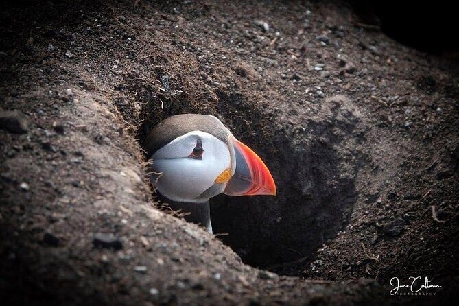 Inner Farne National Trust Bird Sanctuary - 3 hr trip to the Farne Islands - Who Will Love This Trip?