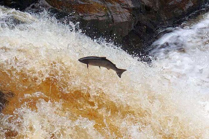 Invergordon Cruise Excursion - Castle ,Whisky and History Tour - How the Tour Works