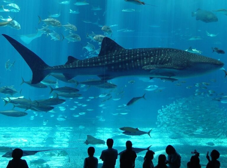 Istanbul Aquarium and Aqua Florya Shopping Mall Tour - Why This Tour Works for Different Travelers