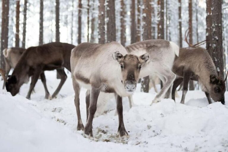 Ivalo: Reindeer Visit  Meet & Feed Reindeer - What Travelers Love Most