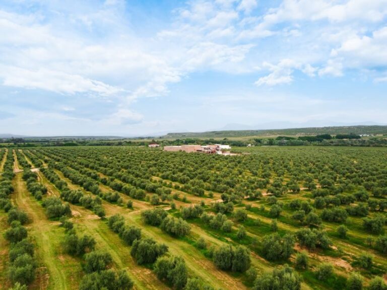 Jaen: Olive oil tour with the 5 senses, grove and tasing - Why This Tour Offers Good Value
