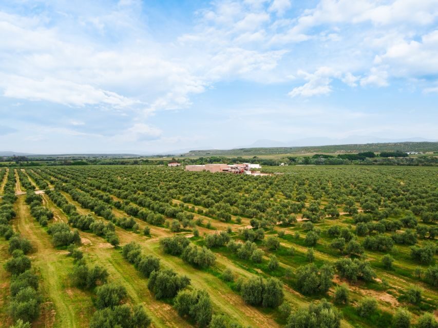 Jaen: Olive oil tour with the 5 senses, grove and tasing - Why This Tour Offers Good Value