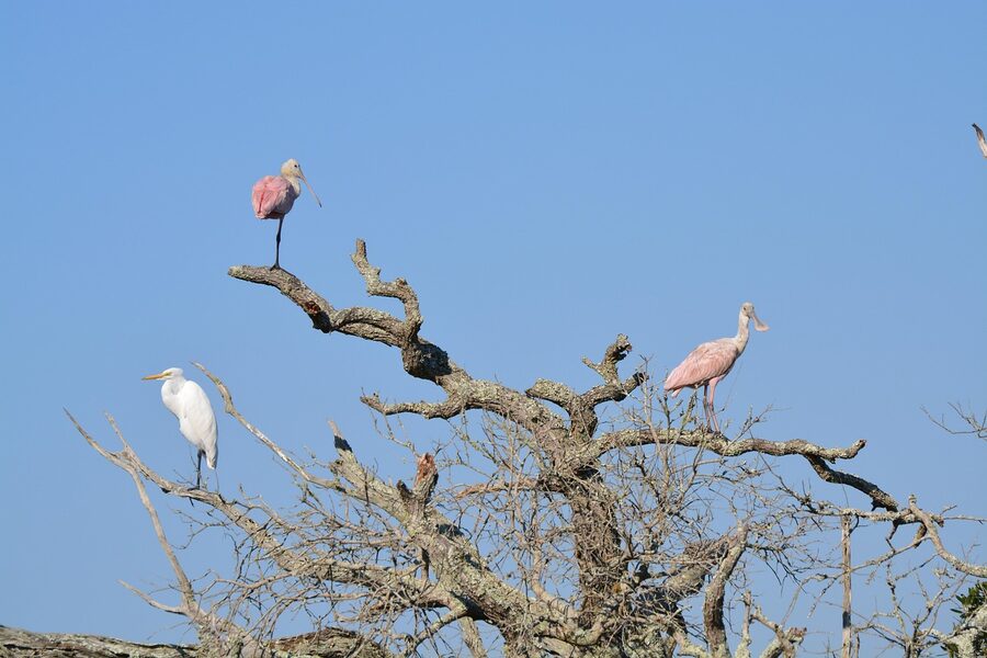 Jekyll Island beach coast with birds