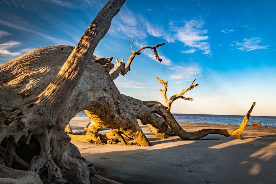 Dramatic driftwood at sunset on Jekyll Island beach