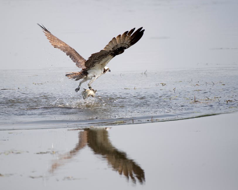 Osprey flying with a fish in its talons over coastal water
