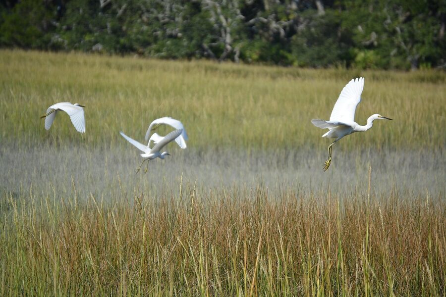 Shorebirds on the Jekyll Island coast