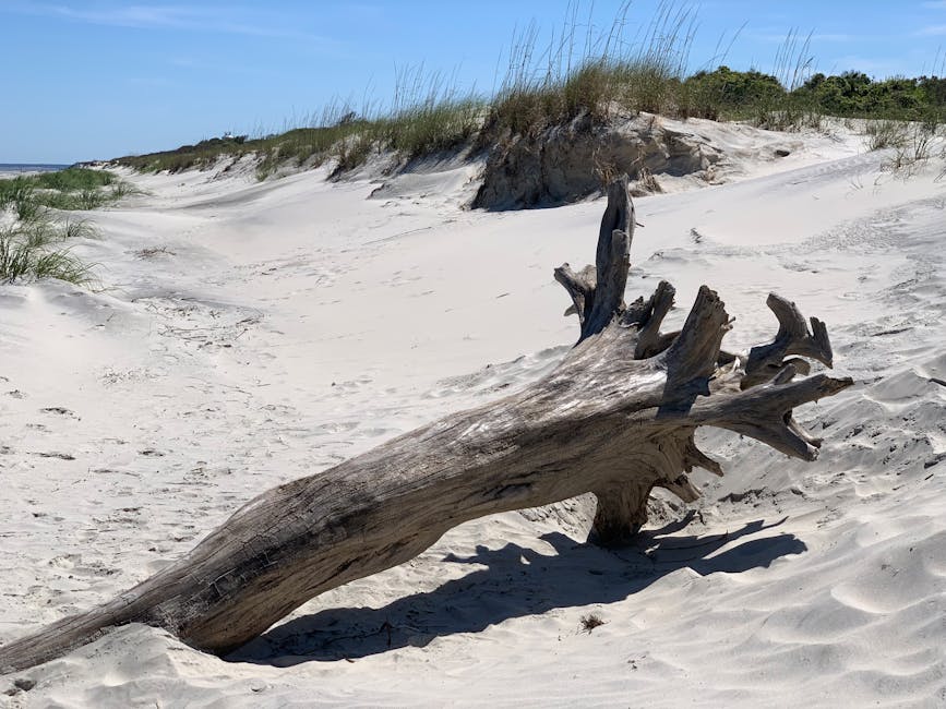 Weathered driftwood on Jekyll Island dune