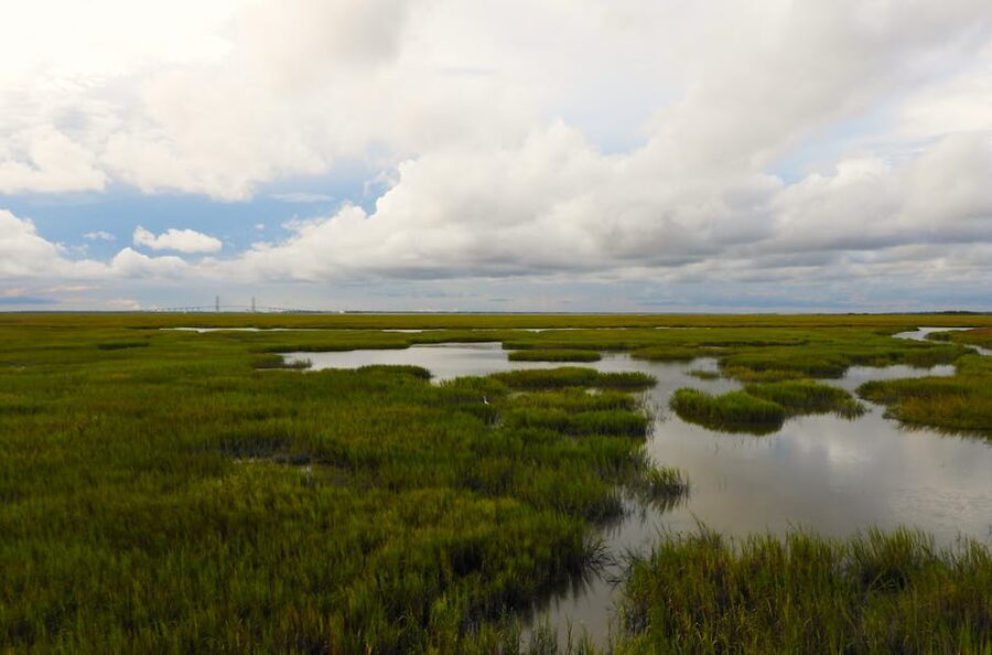 Jekyll Island marsh grass wetlands