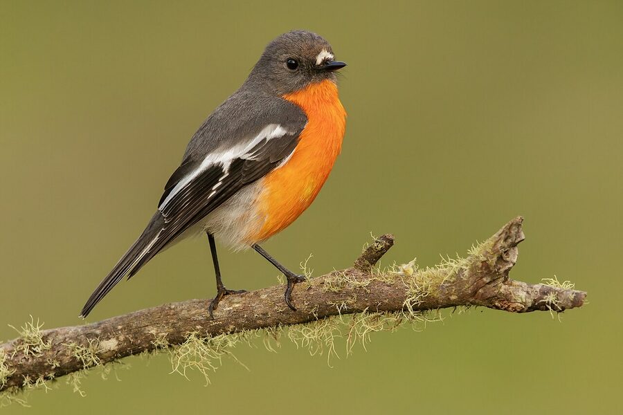 Male flame robin at Jenolan Caves