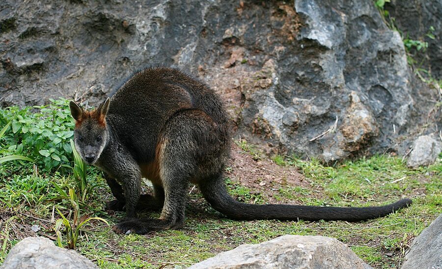 Swamp wallaby at Jenolan Caves