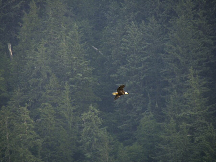 Bald eagle flying over Juneau Alaska