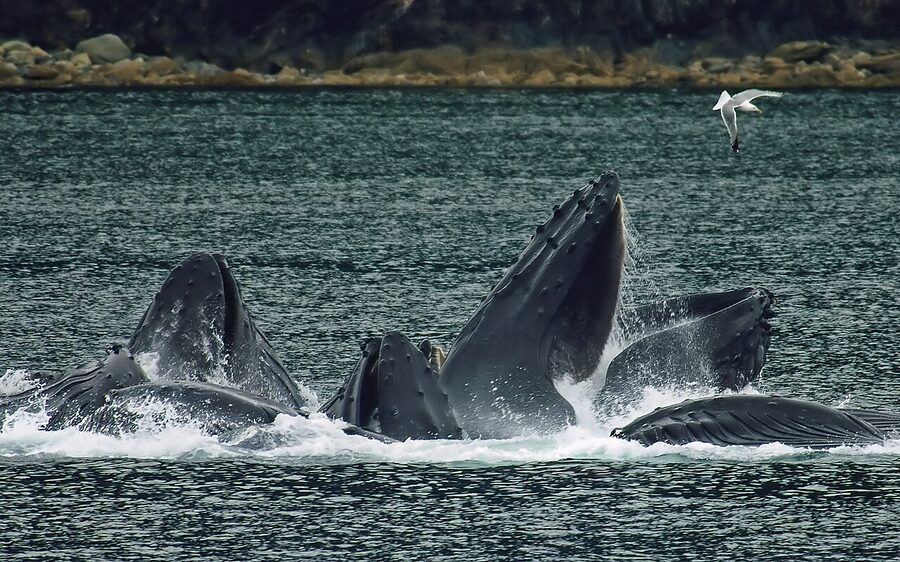 Humpback whales bubble net feeding in the Lynn Canal near Juneau Alaska