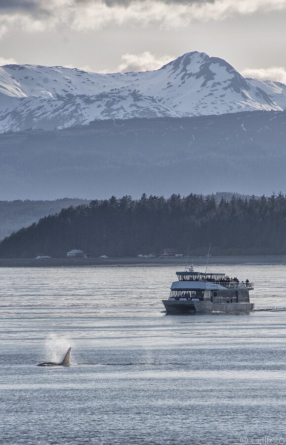 Bull orca surfacing south of Shelter Island in Southeast Alaska