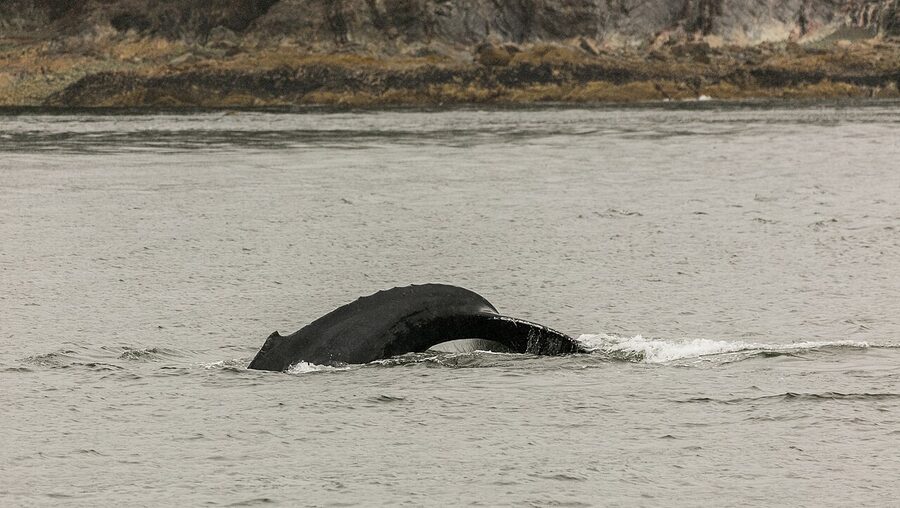 Humpback whale diving on a Juneau whale watching tour