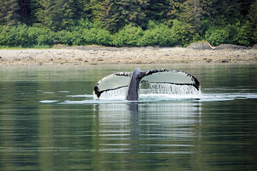 Humpback whale tail in Southeast Alaska waters