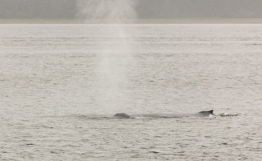 Humpback whale surfacing near a Juneau whale watching boat in August