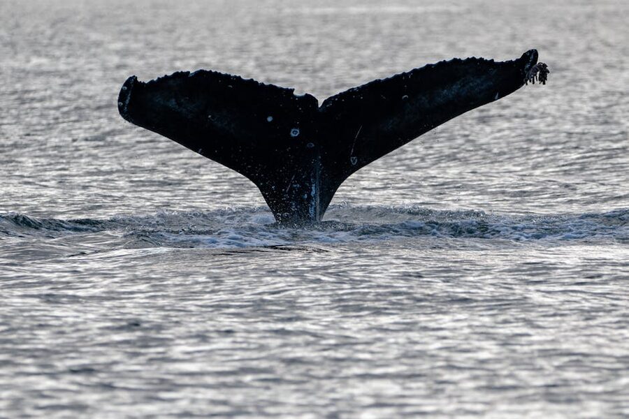Humpback whale tail fluke splashing in Southeast Alaska waters