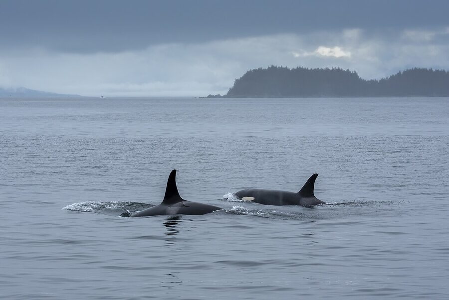 Orcas cruising in the inland waters of the Tongass National Forest Southeast Alaska