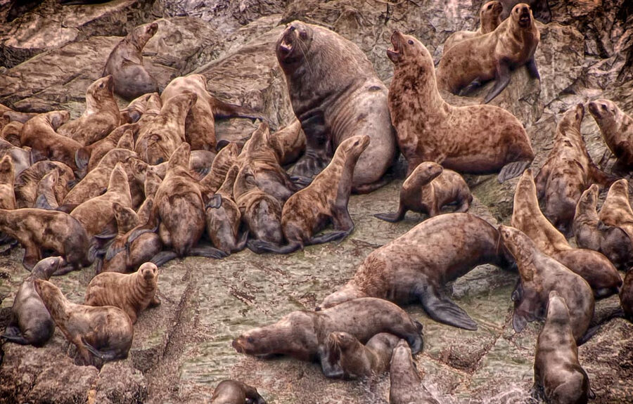 Steller sea lion haul out near Juneau Alaska
