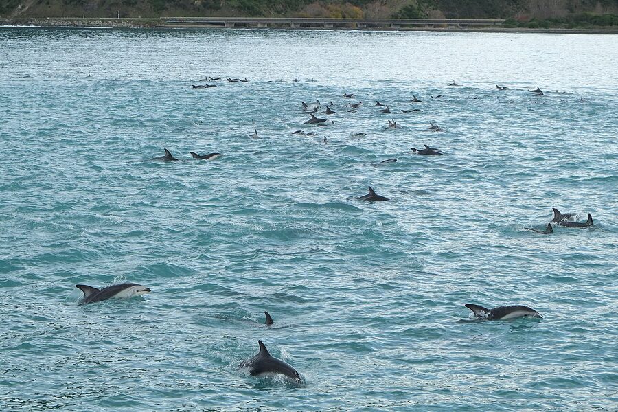 Large pod of dusky dolphins in South Bay Kaikoura