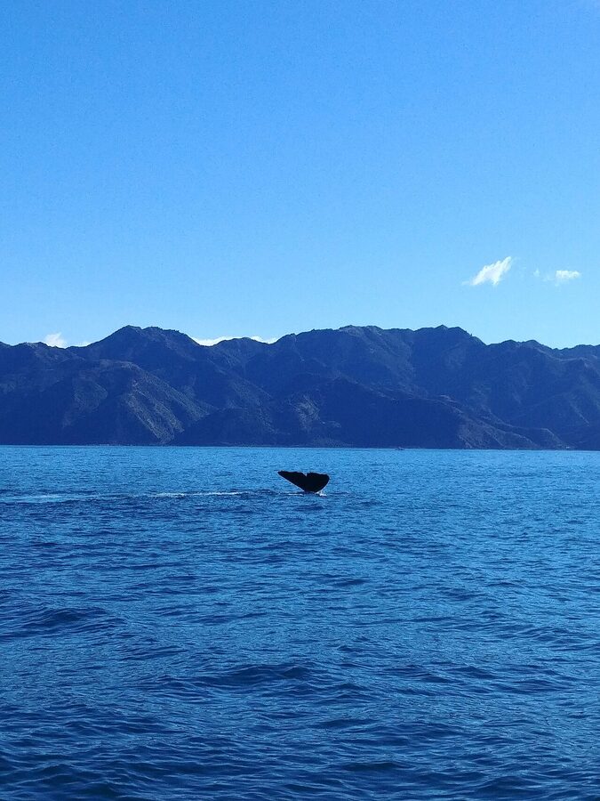 Sperm whale fluke in South Bay Kaikoura