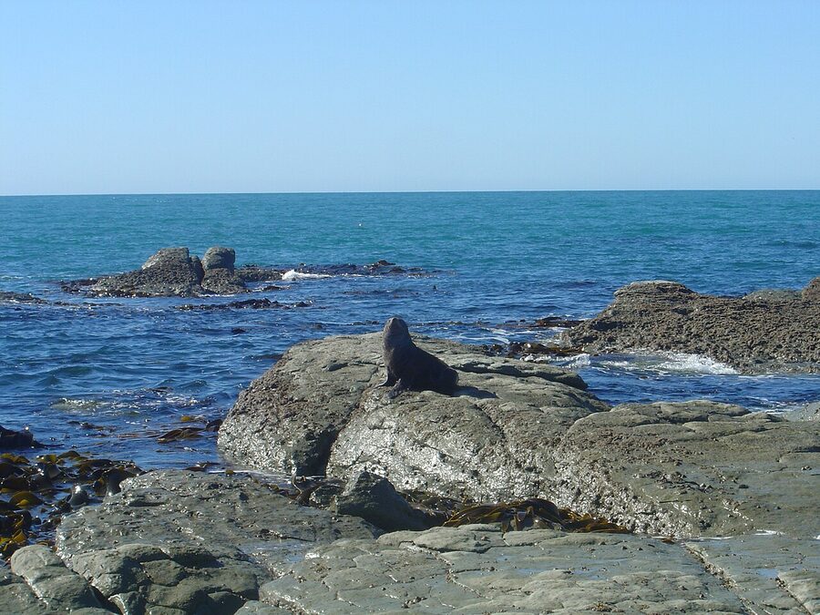 Fur seal on the Kaikoura Coast