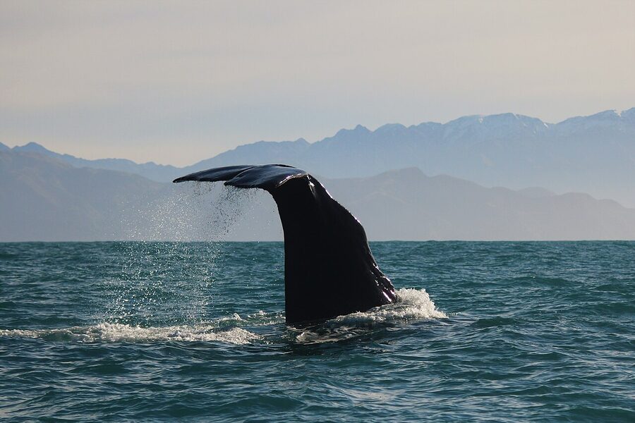 Sperm whale diving off the coast of Kaikoura