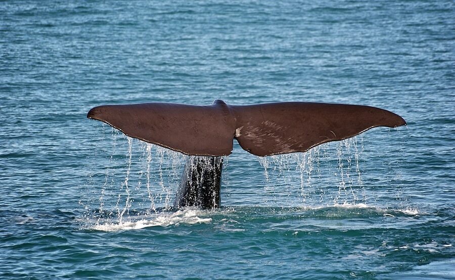 Sperm whale fluke during a dive