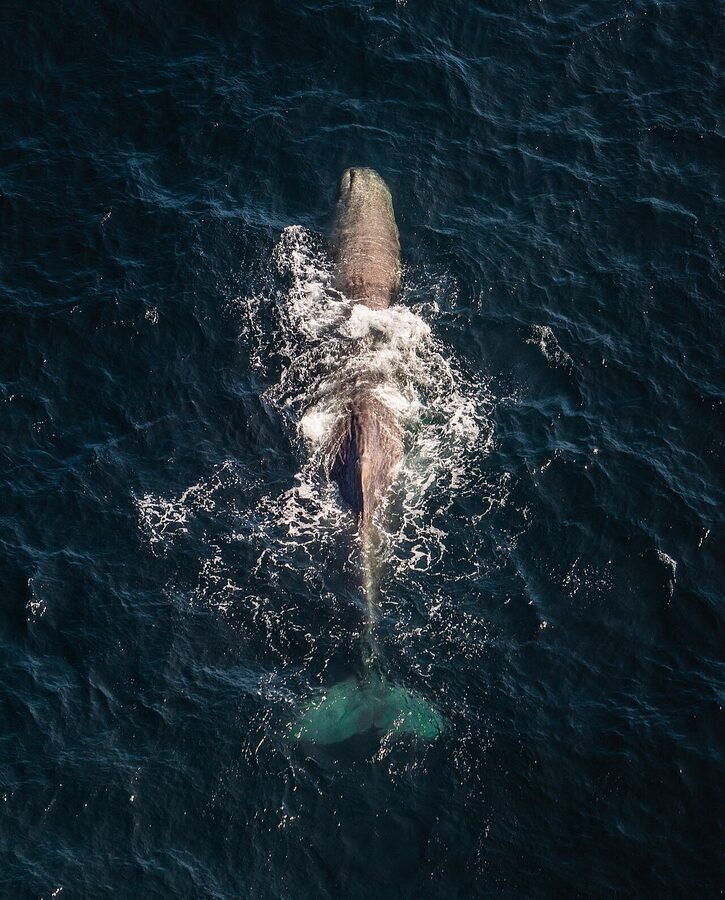 Sperm whale at the surface off Kaikoura