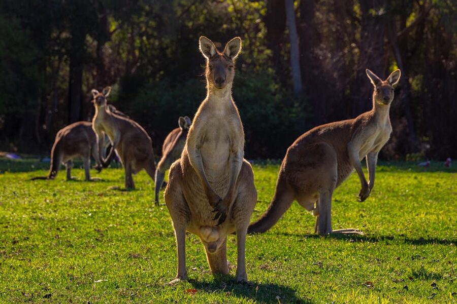 Group of kangaroos in Australian bushland
