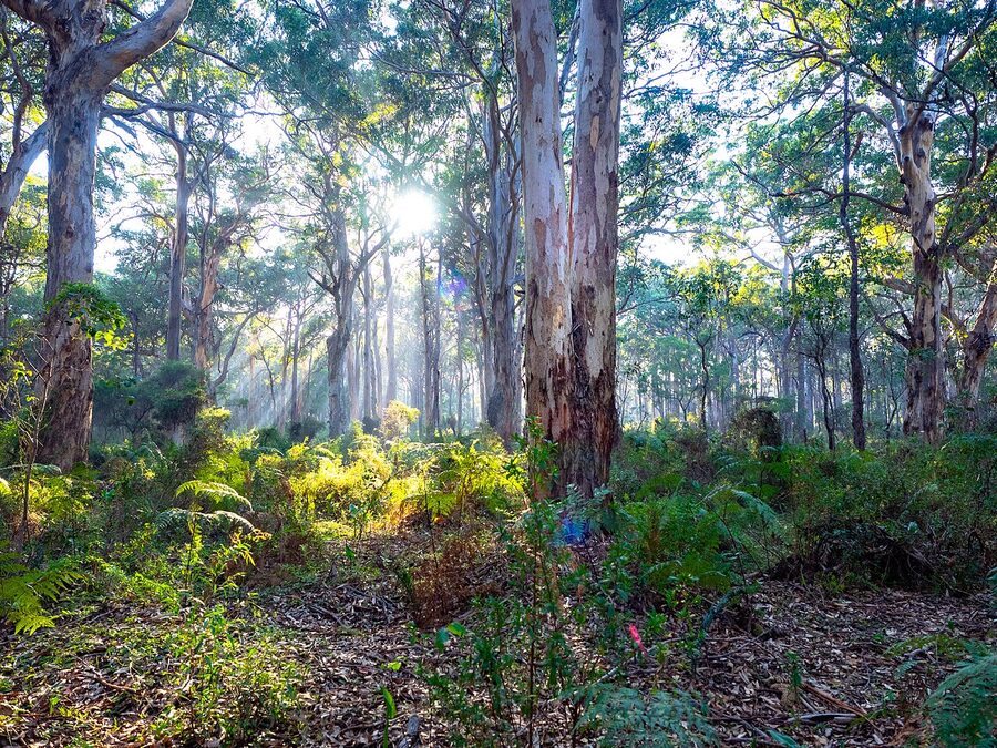 Tall karri trees in Boranup Forest near Margaret River