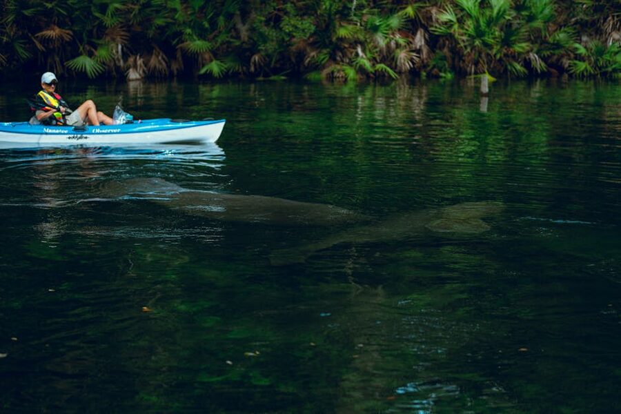 Kayaker paddling alongside a manatee in a Florida river