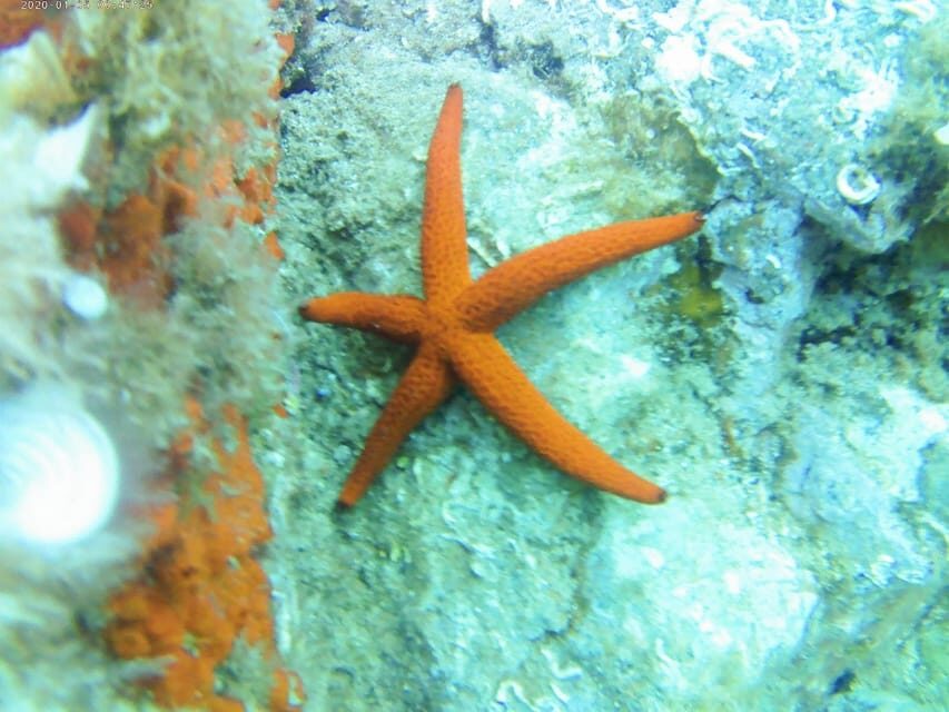 Kayak and snorkel Tour Platja d'Aro - Whats Included and What to Consider