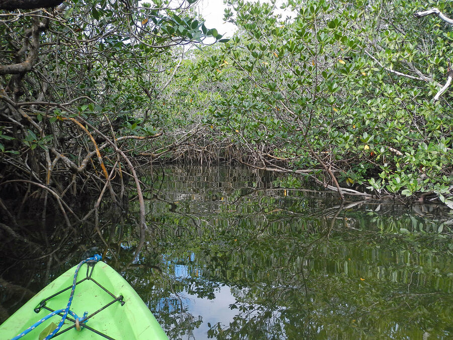 Kayakers paddling through mangroves in Pennekamp State Park