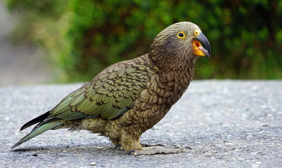 Kea mountain parrot in the New Zealand Southern Alps