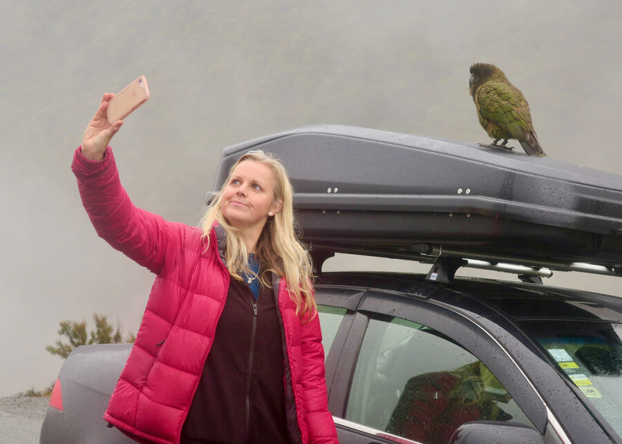 Kea alpine parrot at Arthur's Pass National Park