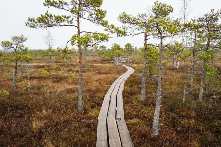 Kemeri National Park & Baltic Seaside Tour Bog Boardwalk - What Sets This Tour Apart