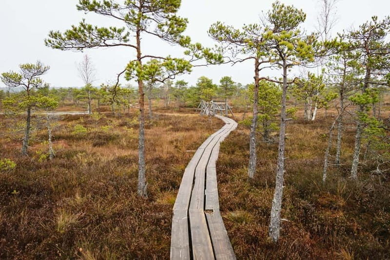 Kemeri National Park & Baltic Seaside Tour Bog Boardwalk - What Sets This Tour Apart