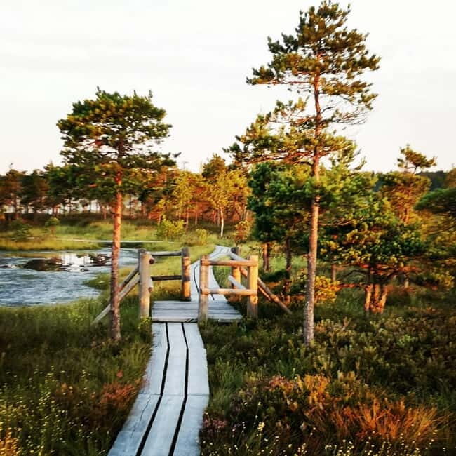 Kemeri National Park Bog Trail near Riga - What Makes This Tour Worth the Price?