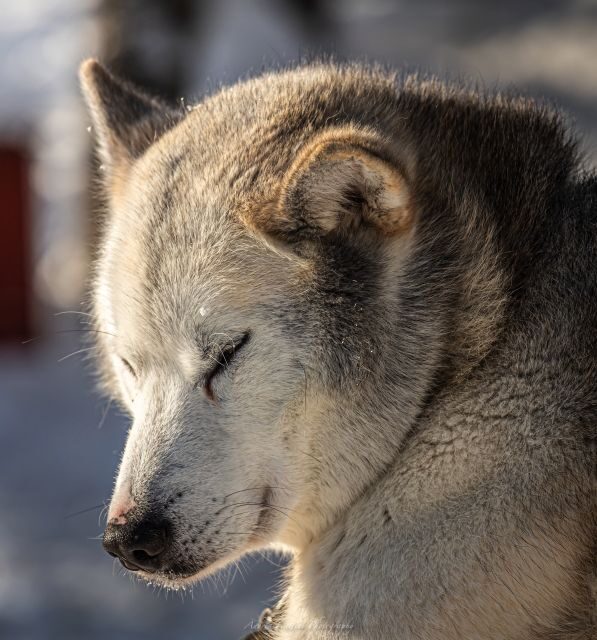 Kemi: Sled Dog Husky Safari Including Hot Drink - Value for Money: Is It Worth It?