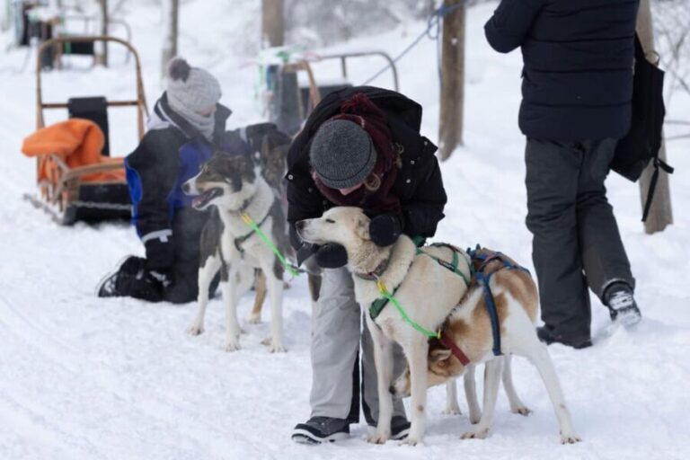 Kemi-Tornio: Husky Sled Ride with Hot Drink - Who Would Love This Experience?