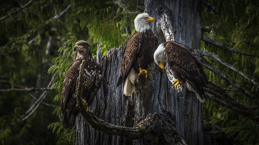 Bald eagle perched in Ketchikan Alaska