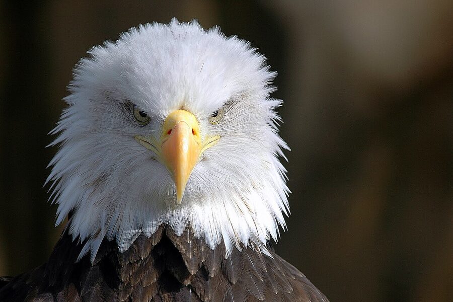 Close-up of a bald eagle in Ketchikan Alaska