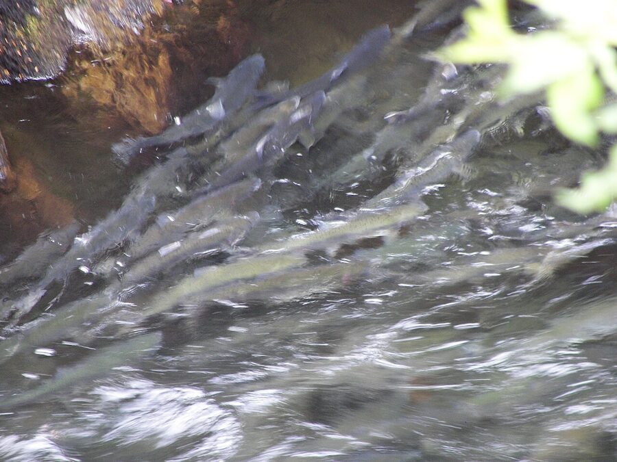 Salmon swimming upstream in Ketchikan Creek