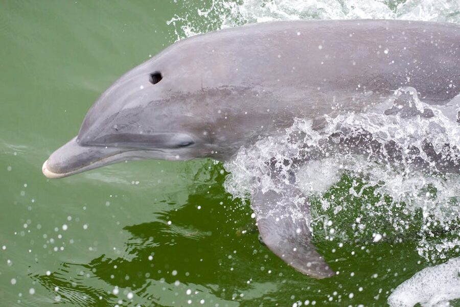 Bottlenose dolphin in green waters off the Florida Keys