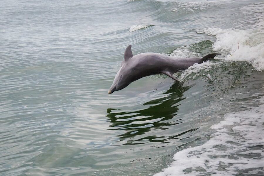 Dolphin jumping off the Florida Keys