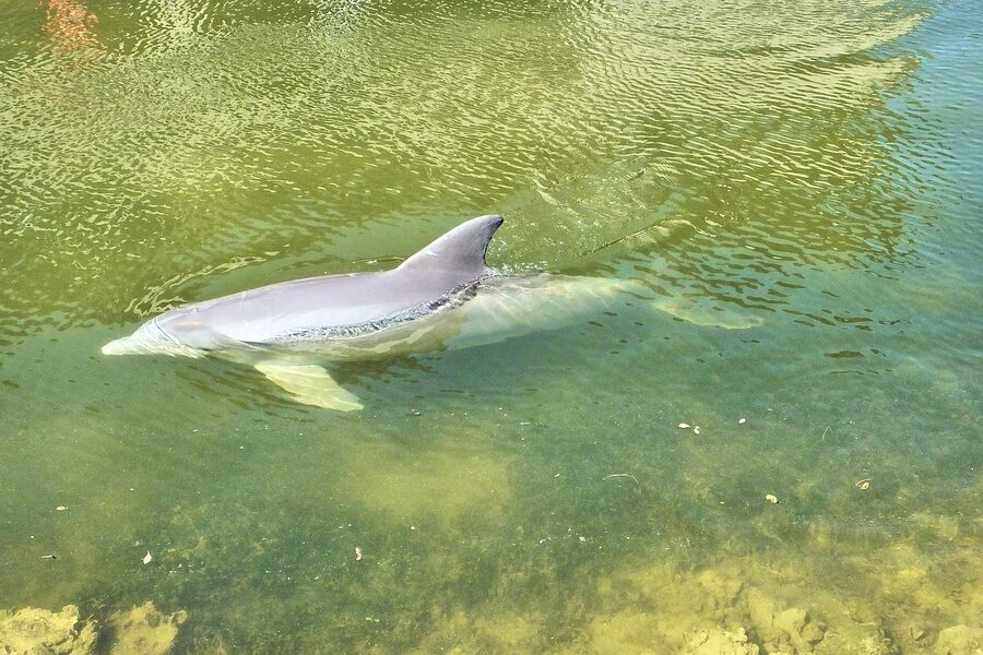 Dolphins in green Florida water